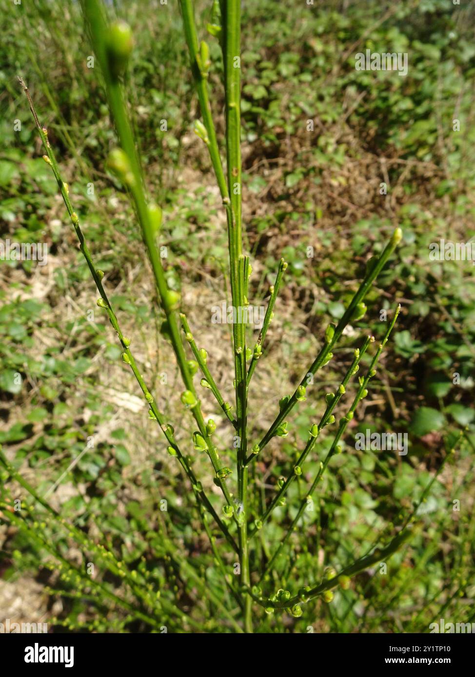 Scotch Broom (Cytisus scoparius) Plantae Stock Photo - Alamy