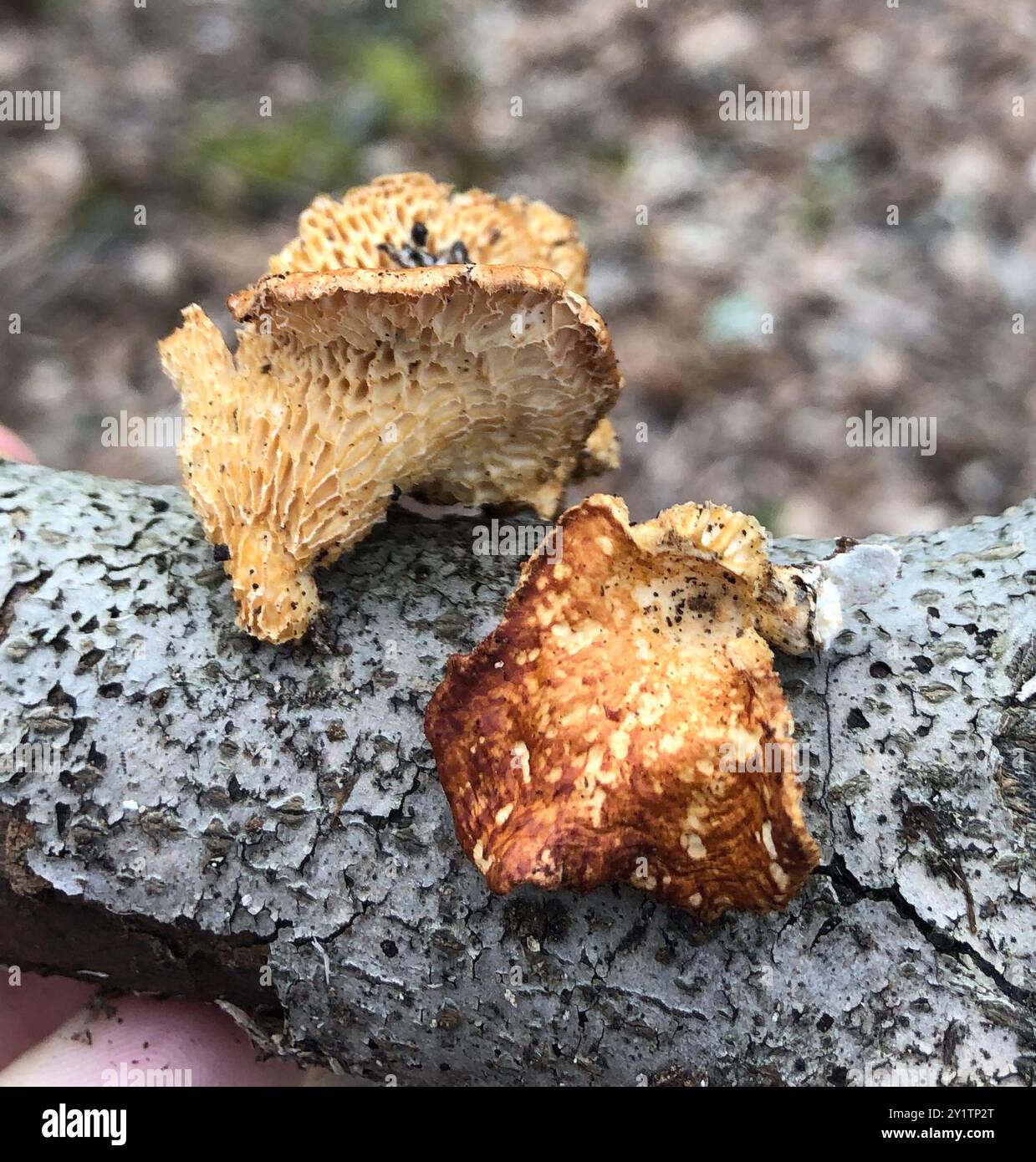 hexagonal-pored polypore (Neofavolus alveolaris) Fungi Stock Photo - Alamy