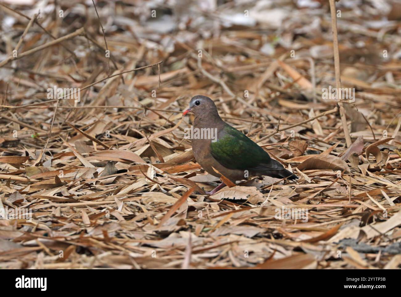 emerald dove or common emerald dove, also called Asian emerald dove and ...