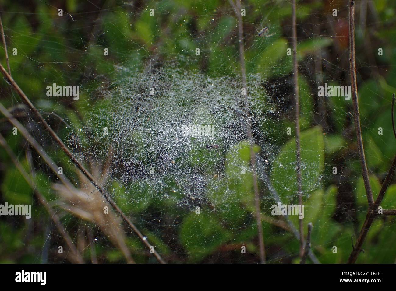 Spiders (Araneae) Arachnida Stock Photo - Alamy