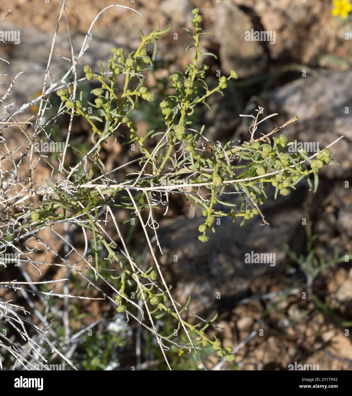 Cheesebush (Ambrosia salsola) Plantae Stock Photo - Alamy