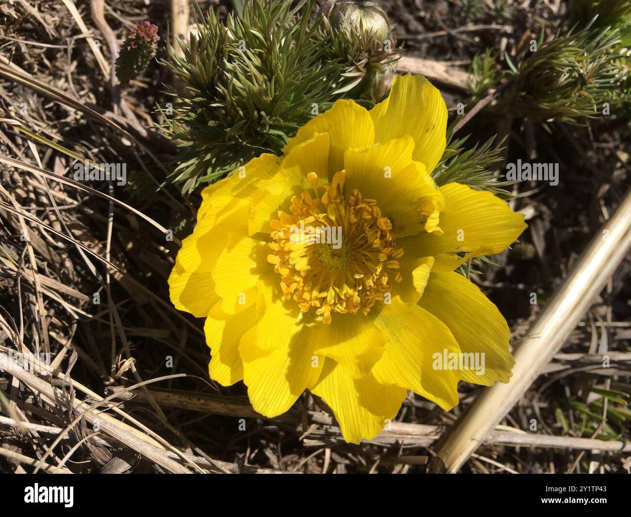 Spring Adonis (Adonis vernalis) Plantae Stock Photo - Alamy
