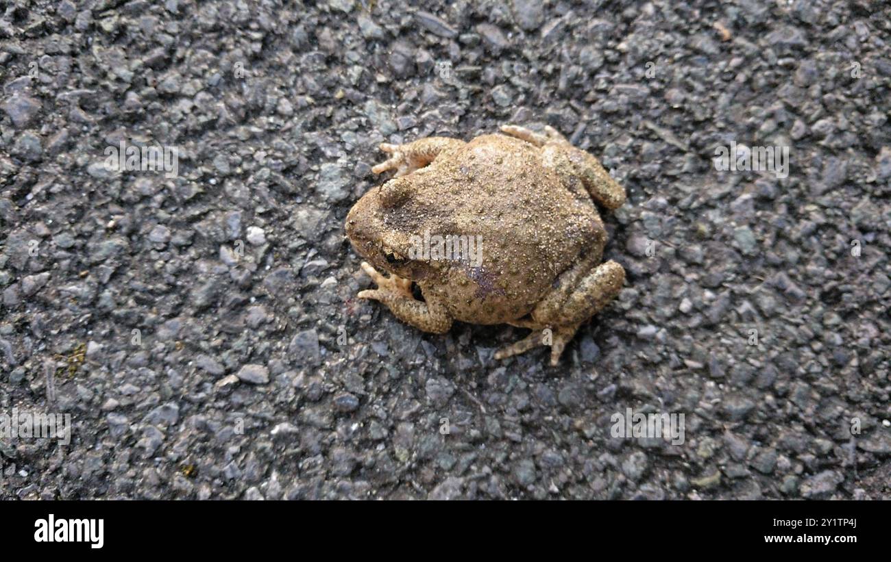 Common Midwife Toad (Alytes obstetricans) Amphibia Stock Photo - Alamy