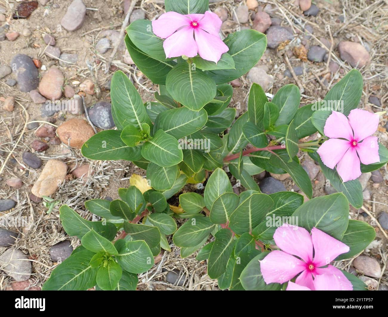Madagascar Periwinkle (Catharanthus roseus) Plantae Stock Photo - Alamy