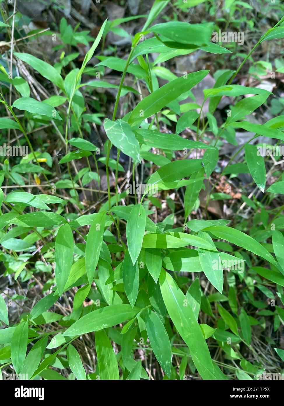 Japanese stiltgrass (Microstegium vimineum) Plantae Stock Photo - Alamy