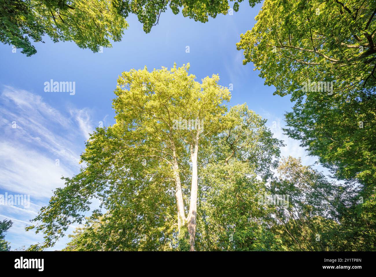 A Lush Green Tree Canopy Can Be Found Under the Bright Beautiful Wide ...