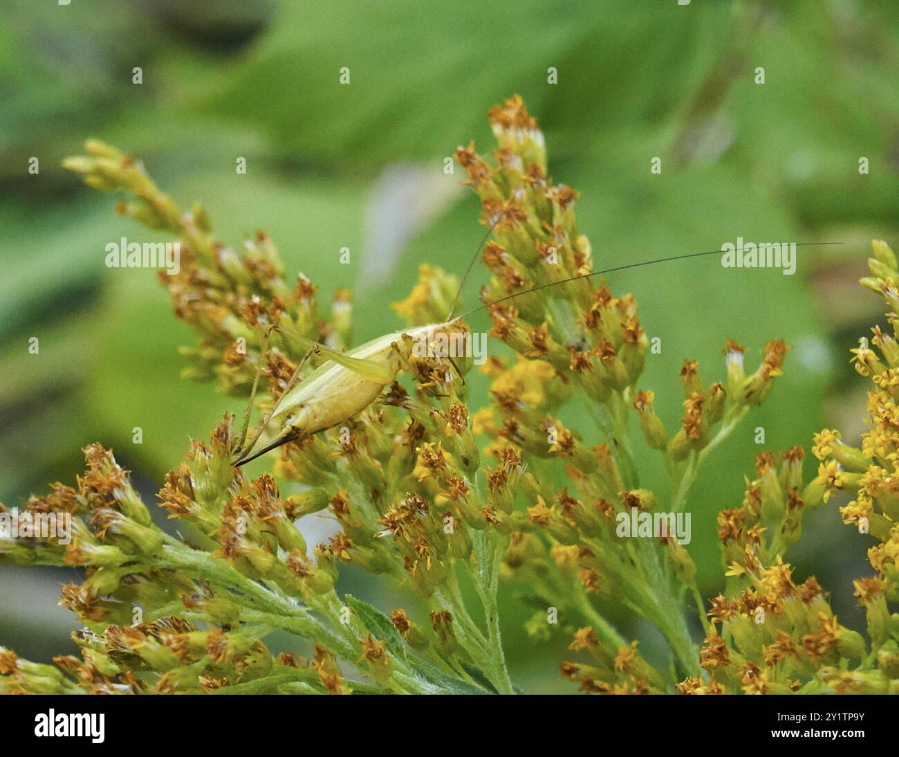 Black-horned Tree Cricket (Oecanthus nigricornis) Insecta Stock Photo ...