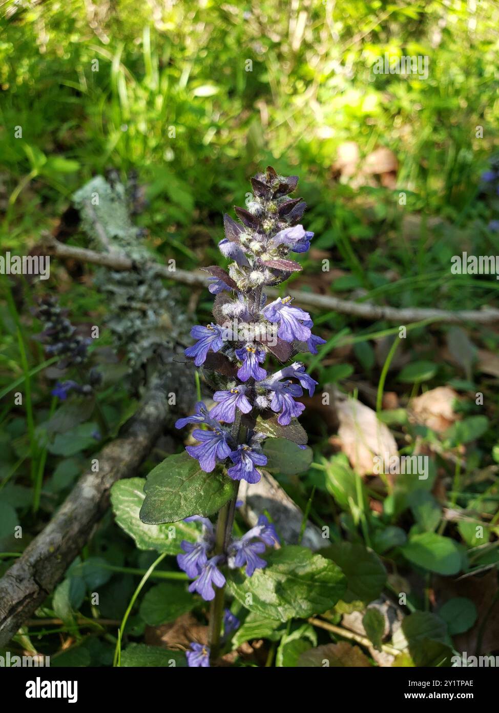 carpet bugle (Ajuga reptans) Plantae Stock Photo - Alamy