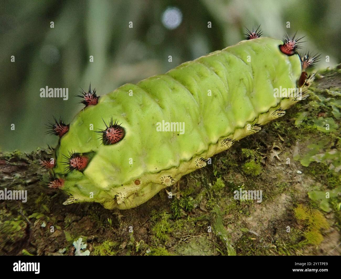 Saddleback Caterpillar Moths and Allies (Acharia) Insecta Stock Photo ...