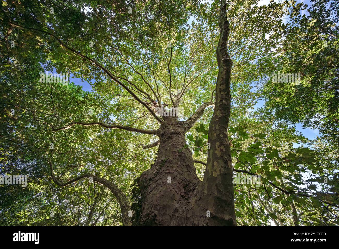 A Lush Green Tree Canopy Can Be Found Under the Bright Beautiful Wide ...