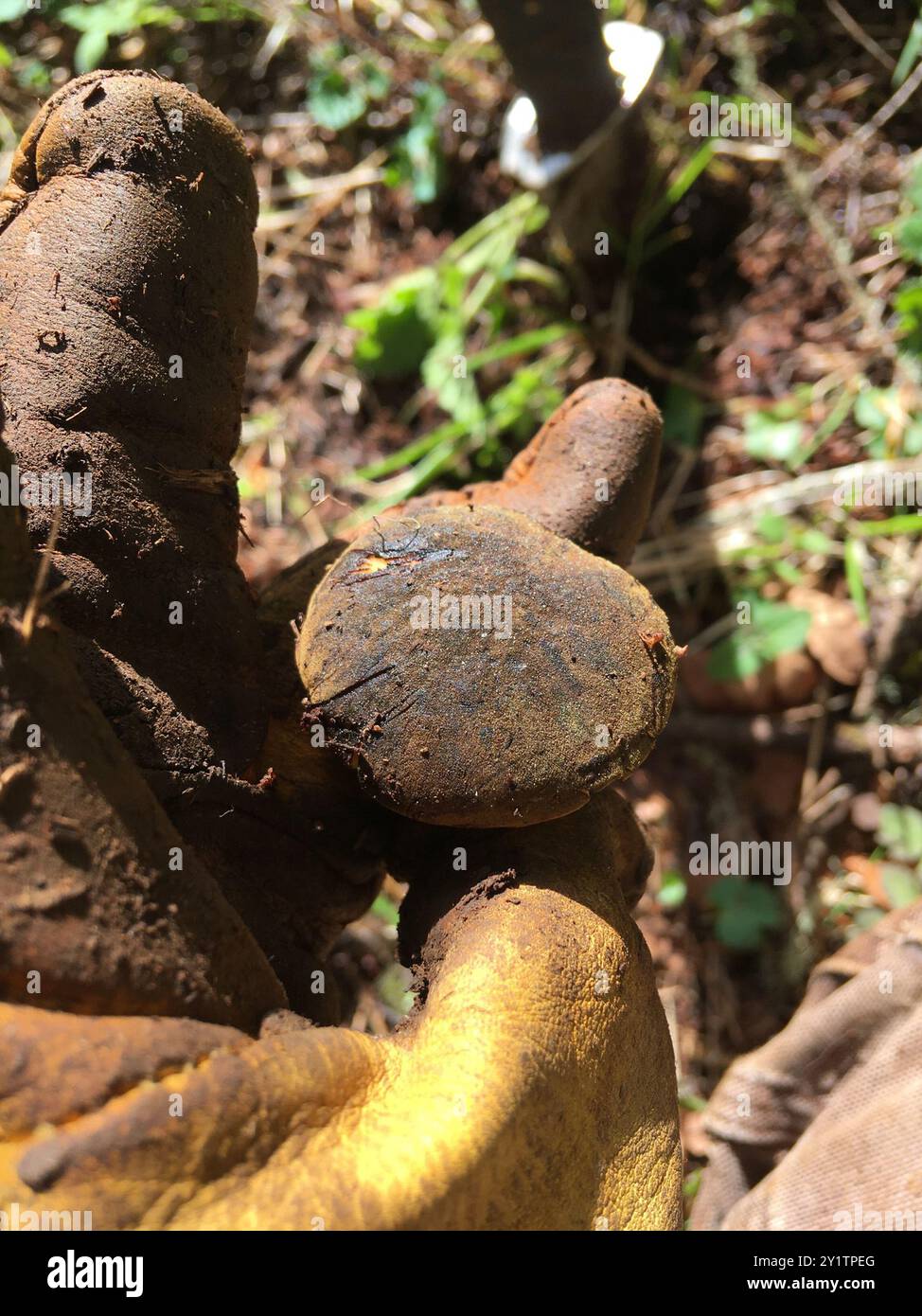 Western Gilled Bolete (Phylloporus arenicola) Fungi Stock Photo - Alamy