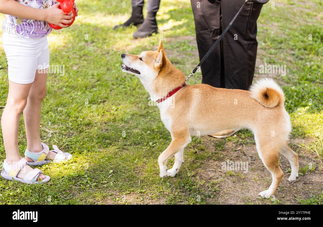 Beautiful akita inu pet dog for a walk in a park. Japanese Akita Dog ...