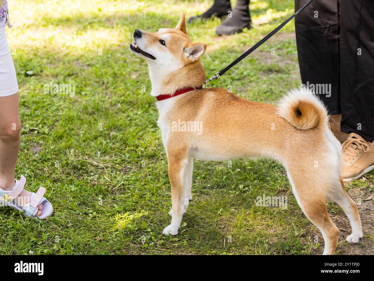 Beautiful akita inu pet dog for a walk in a park. Japanese Akita Dog ...