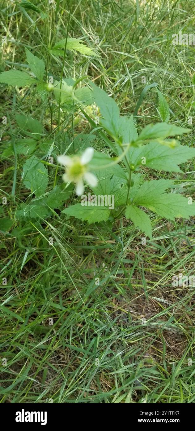 white avens (Geum canadense) Plantae Stock Photo - Alamy
