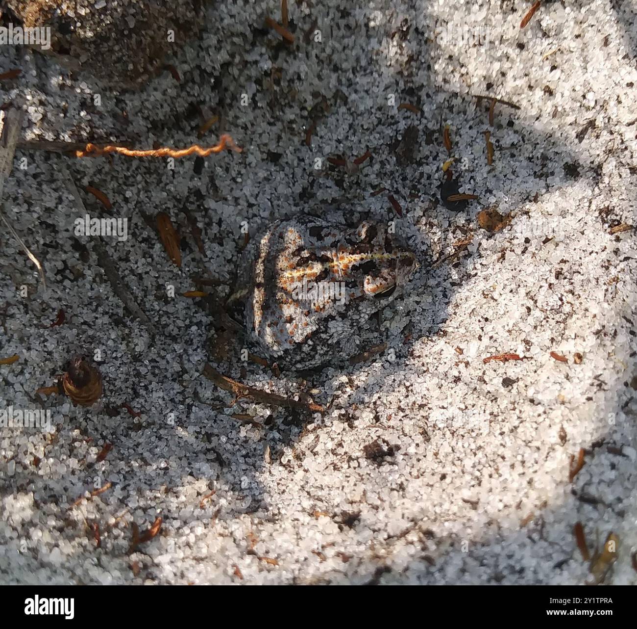 Oak Toad (Anaxyrus quercicus) Amphibia Stock Photo - Alamy