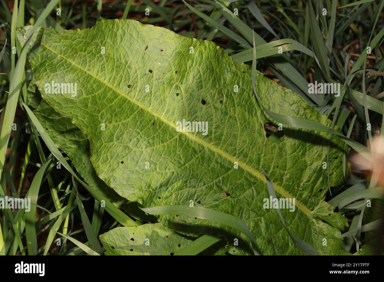 broad-leaved dock (Rumex obtusifolius) Plantae Stock Photo - Alamy