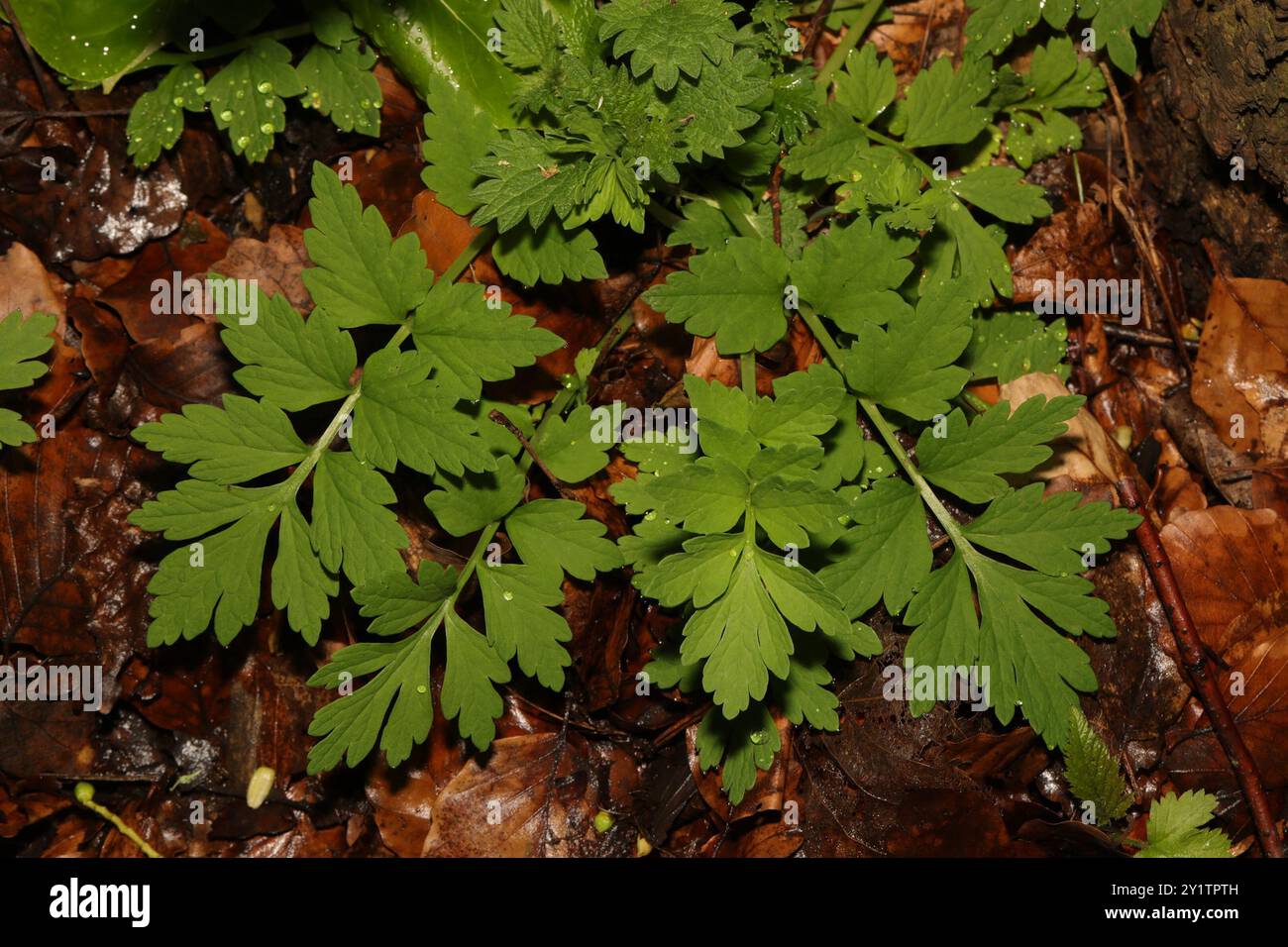 Welsh Poppy (Papaver cambricum) Plantae Stock Photo - Alamy