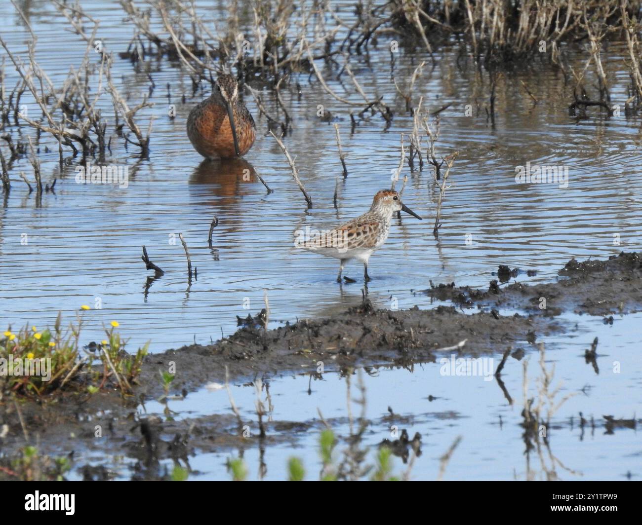Western Sandpiper (Calidris mauri) Aves Stock Photo - Alamy