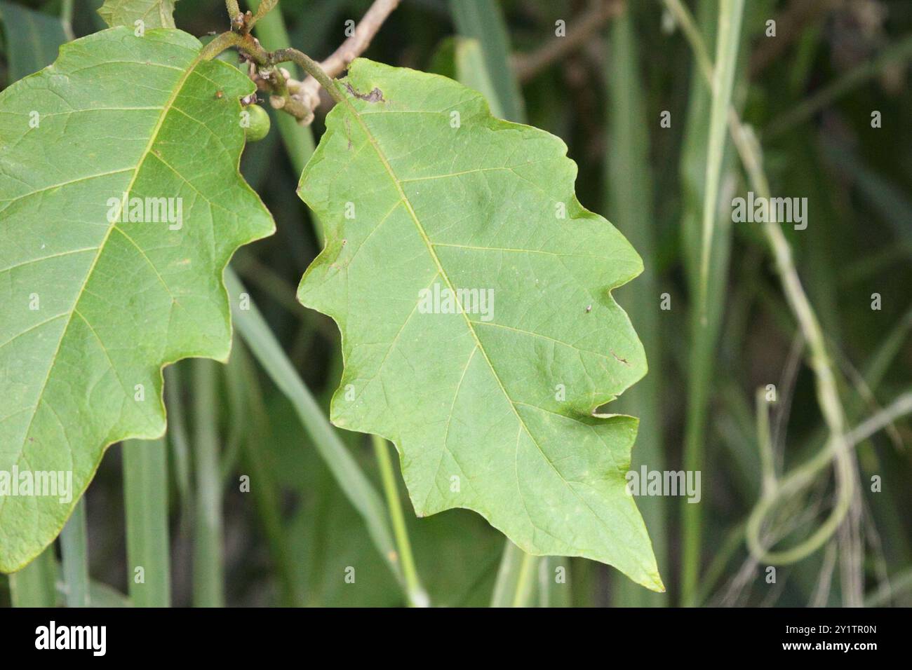 giant devil's-fig (Solanum chrysotrichum) Plantae Stock Photo - Alamy