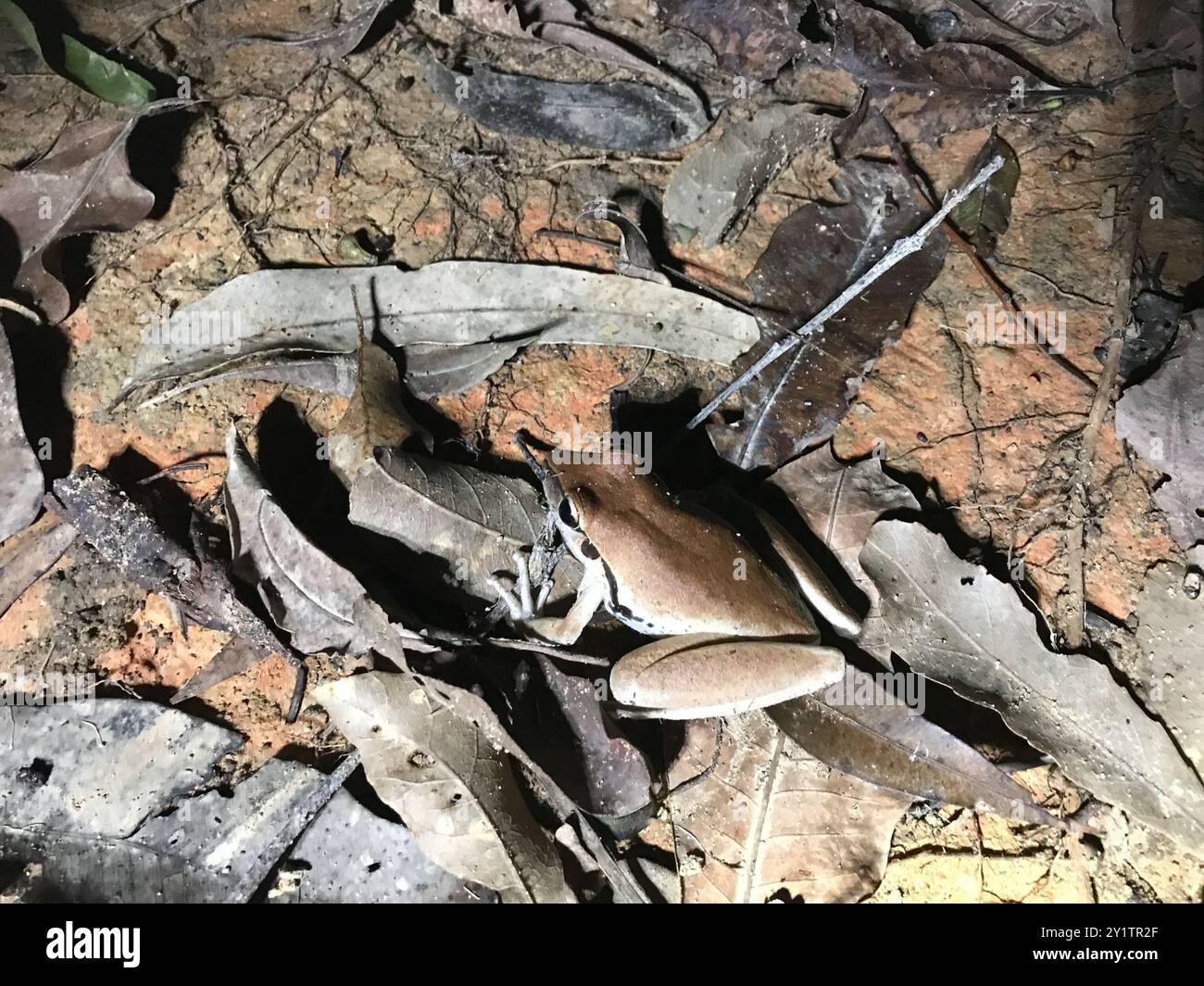 Eastern Stony-creek Frog (Ranoidea wilcoxii) Amphibia Stock Photo - Alamy