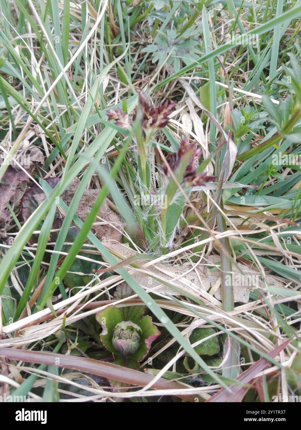 Field woodrush (Luzula campestris) Plantae Stock Photo - Alamy