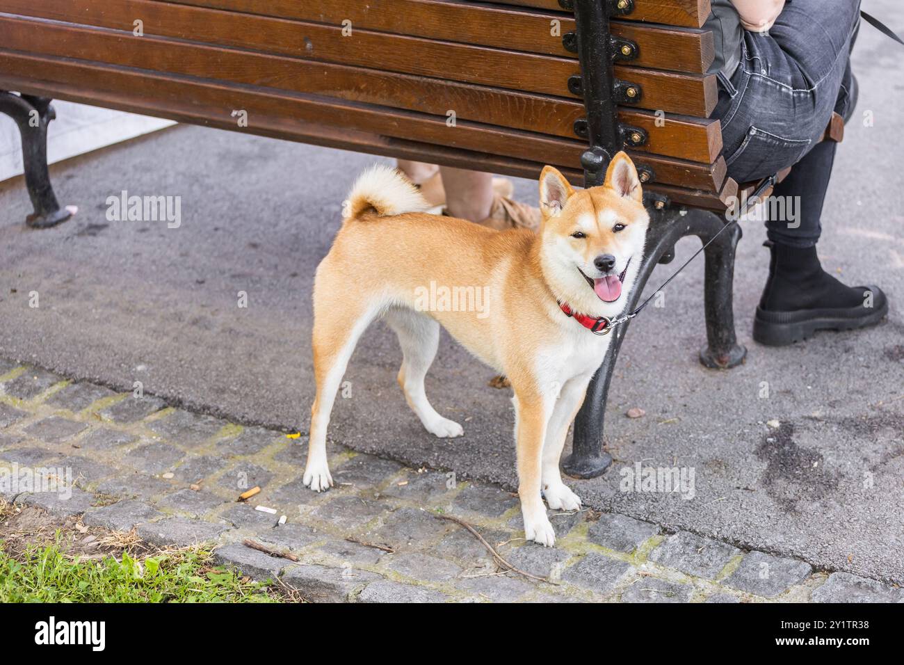 Beautiful akita inu pet dog for a walk in a park. Japanese Akita Dog ...