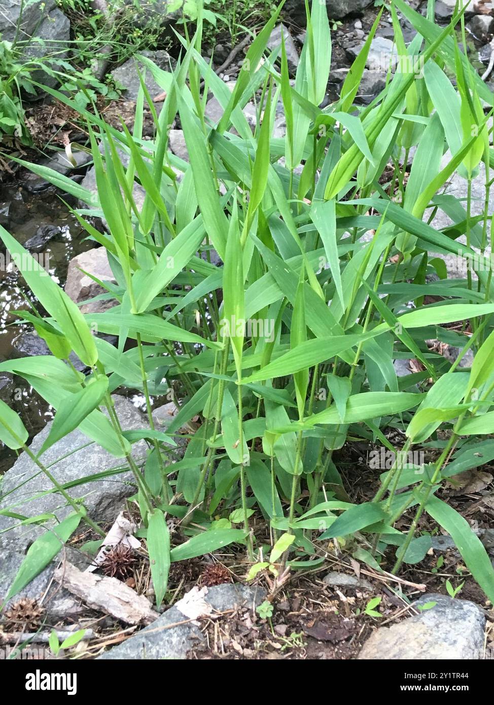 bristlegrasses, bluestems, paspalums, and allies (Panicoideae) Plantae ...