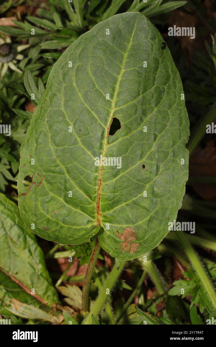 broad-leaved dock (Rumex obtusifolius) Plantae Stock Photo - Alamy