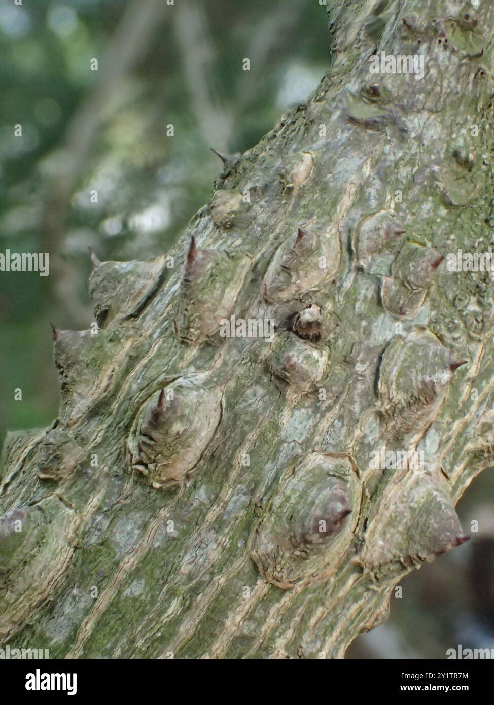 Chinese Wingleaf Prickly Ash (Zanthoxylum avicennae) Plantae Stock ...