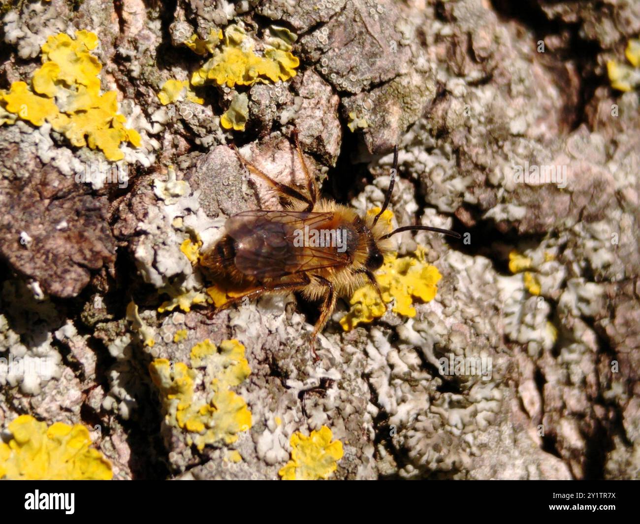 Mining Bees (Andrena) Insecta Stock Photo - Alamy