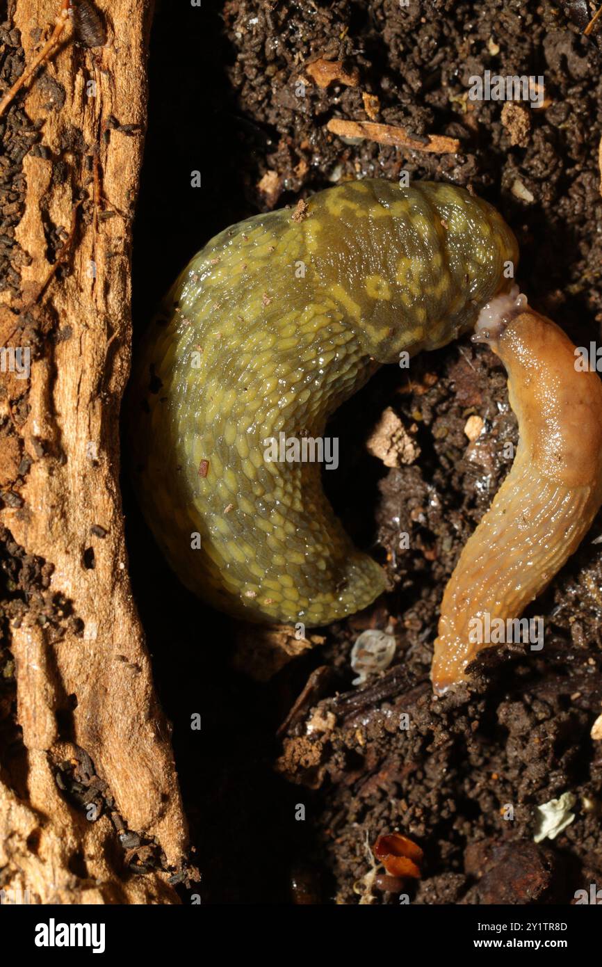 Green Cellar Slug (Limacus maculatus) Mollusca Stock Photo - Alamy