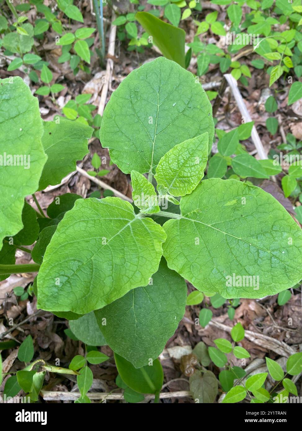 clammy groundcherry (Physalis heterophylla) Plantae Stock Photo - Alamy