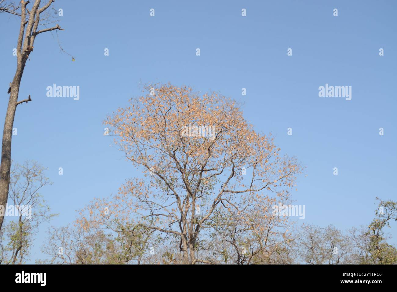 Malabar kino (Pterocarpus marsupium) Plantae Stock Photo - Alamy