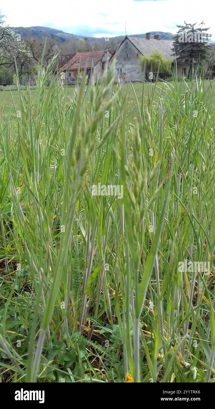 common soft brome (Bromus hordeaceus) Plantae Stock Photo - Alamy
