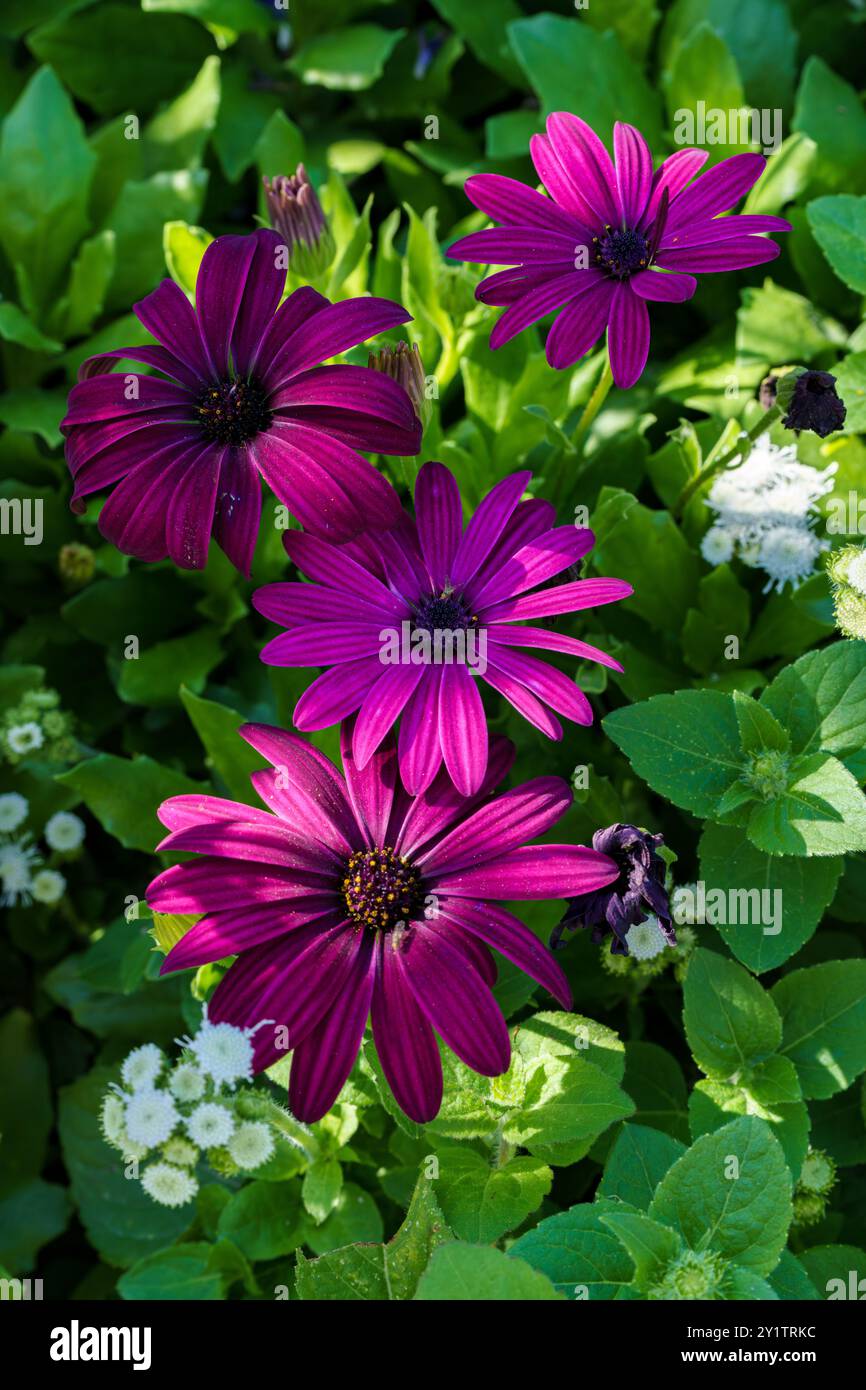 Stunning Daisy Plant Leaves Pictures