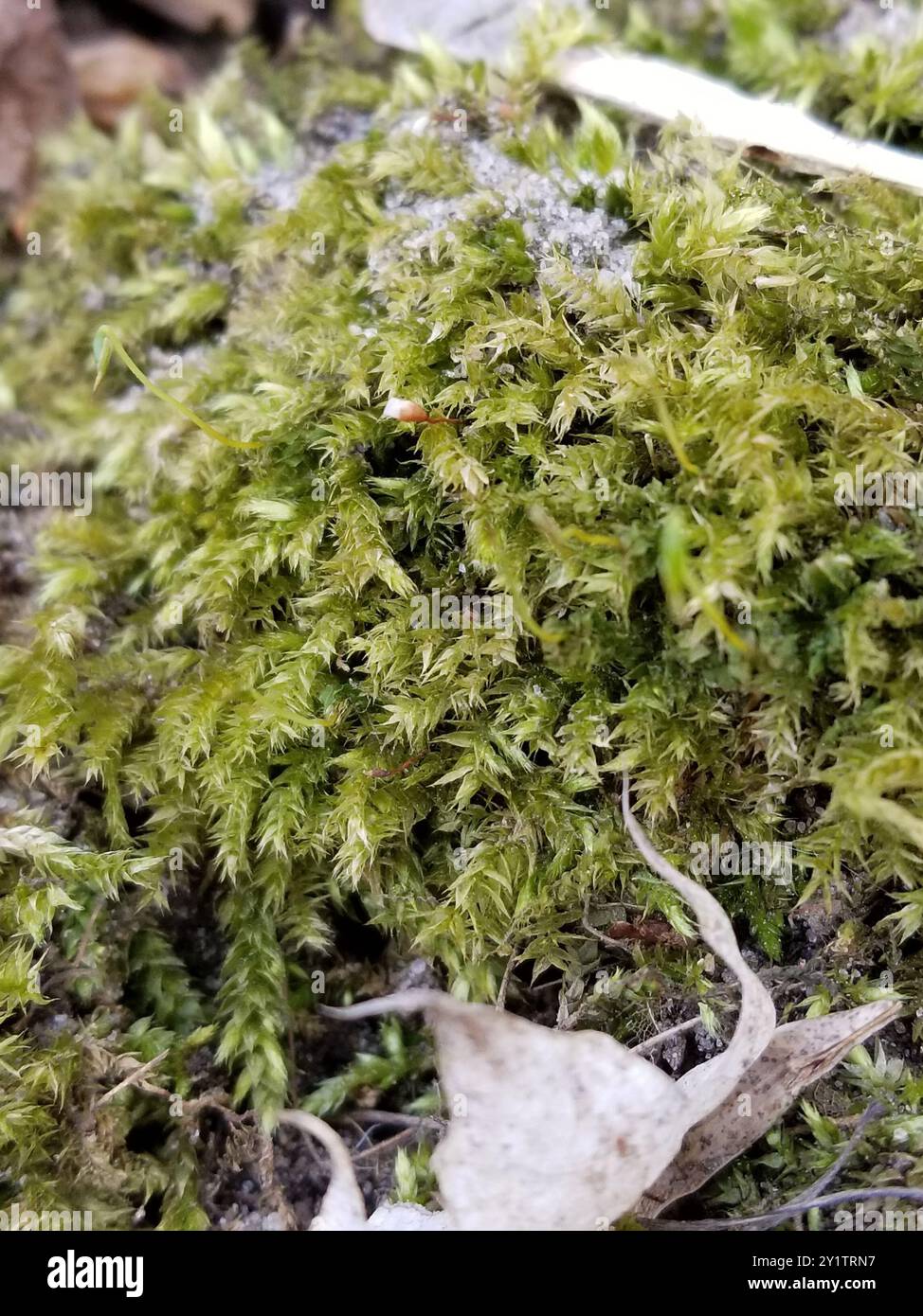 Rough-stalked Feather-moss (Brachythecium rutabulum) Plantae Stock ...