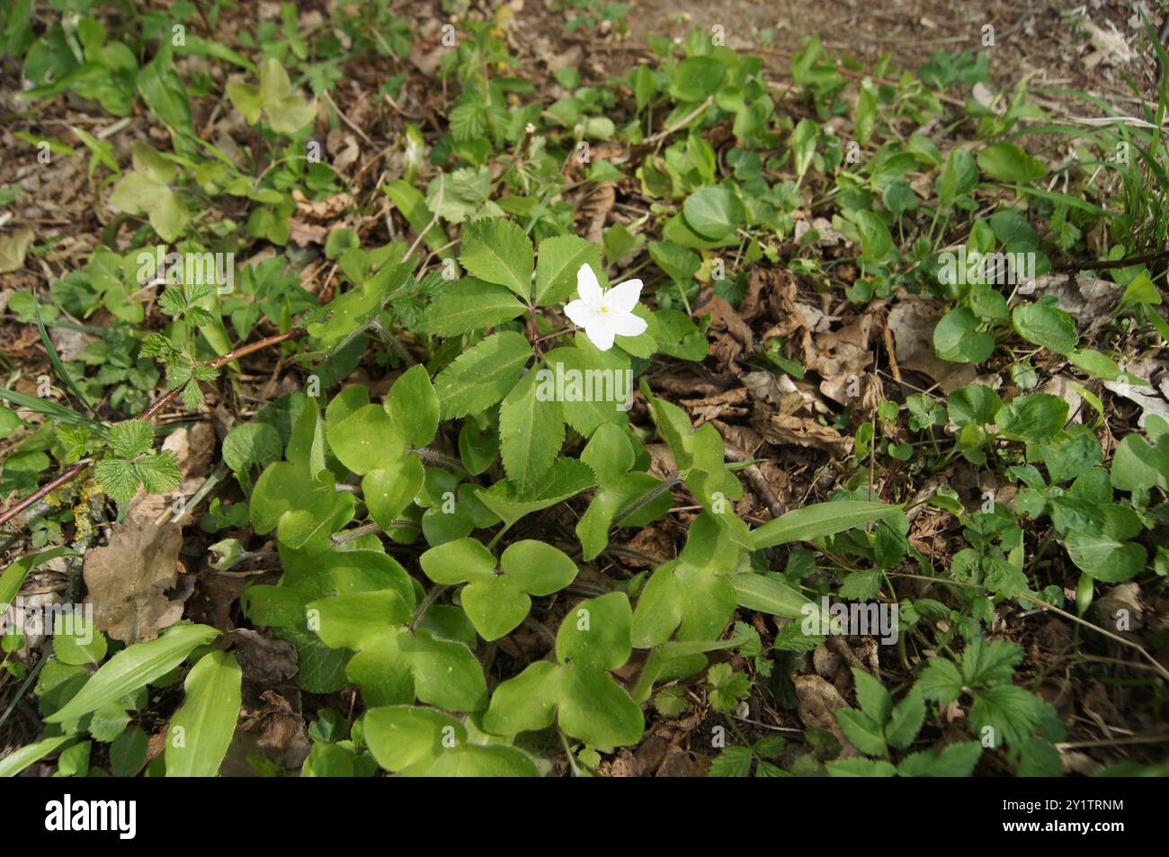 Three-leaved Anemone (Anemonoides trifolia) Plantae Stock Photo - Alamy