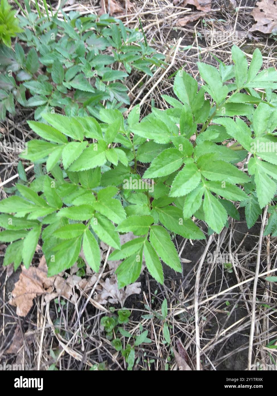 purple-stemmed angelica (Angelica atropurpurea) Plantae Stock Photo - Alamy