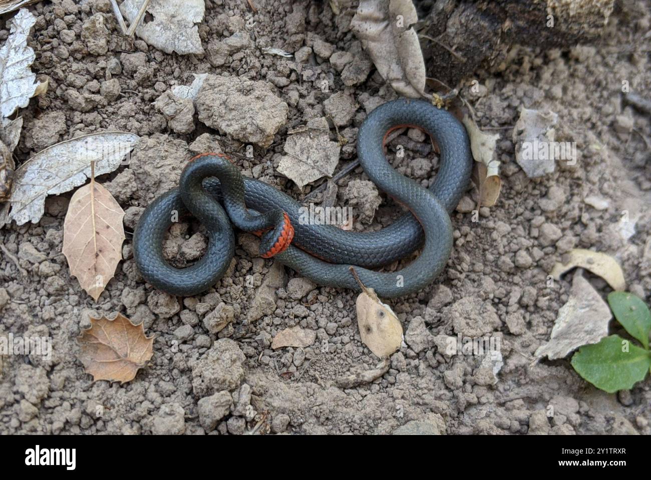 ring-necked snake (Diadophis punctatus) Reptilia Stock Photo - Alamy