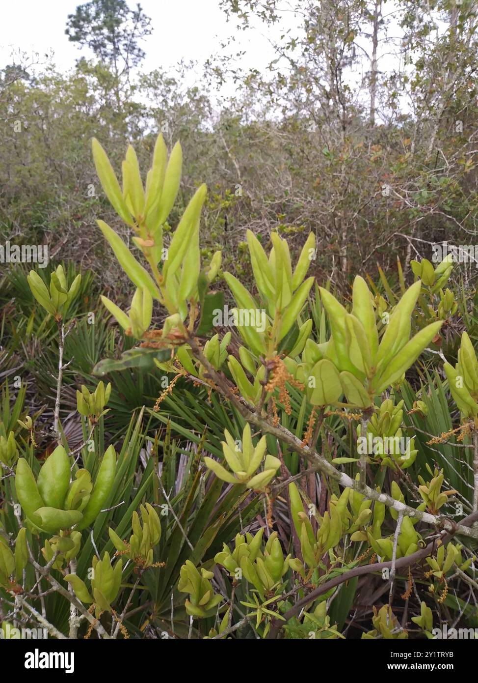 Florida scrub oak (Quercus inopina) Plantae Stock Photo - Alamy