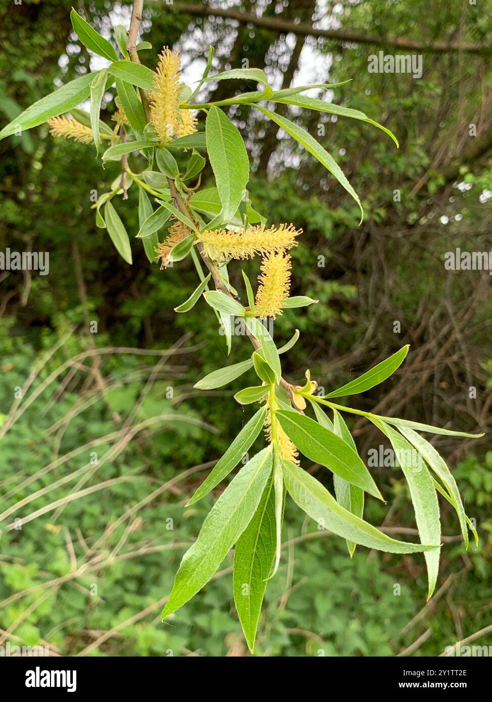 hybrid crack willow (Salix × fragilis) Plantae Stock Photo - Alamy