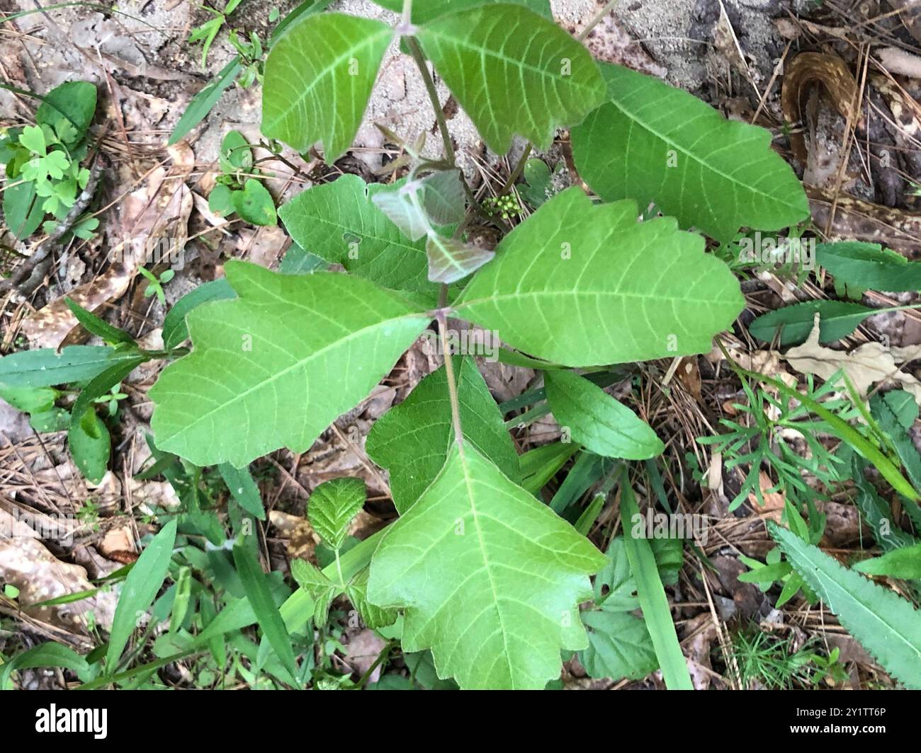 Atlantic poison oak (Toxicodendron pubescens) Plantae Stock Photo - Alamy