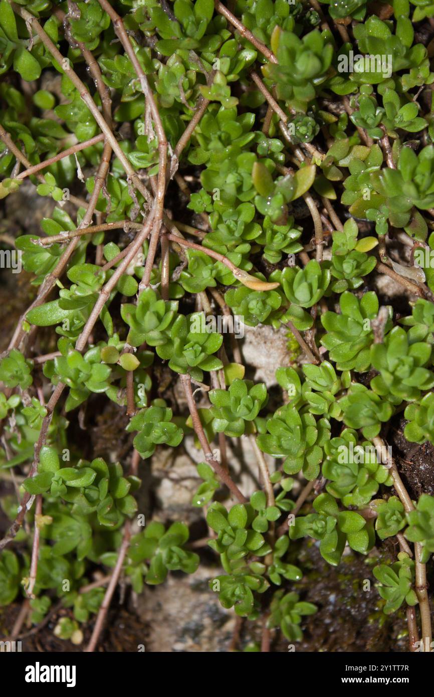 Stringy Stonecrop (Sedum sarmentosum) Plantae Stock Photo - Alamy