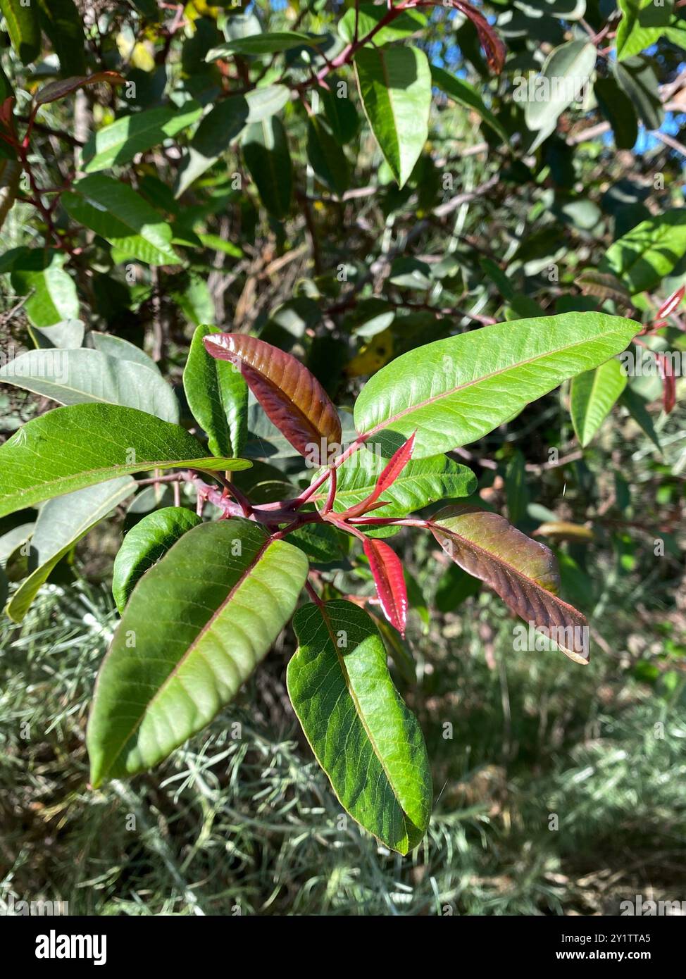 laurel sumac (Malosma laurina) Plantae Stock Photo - Alamy