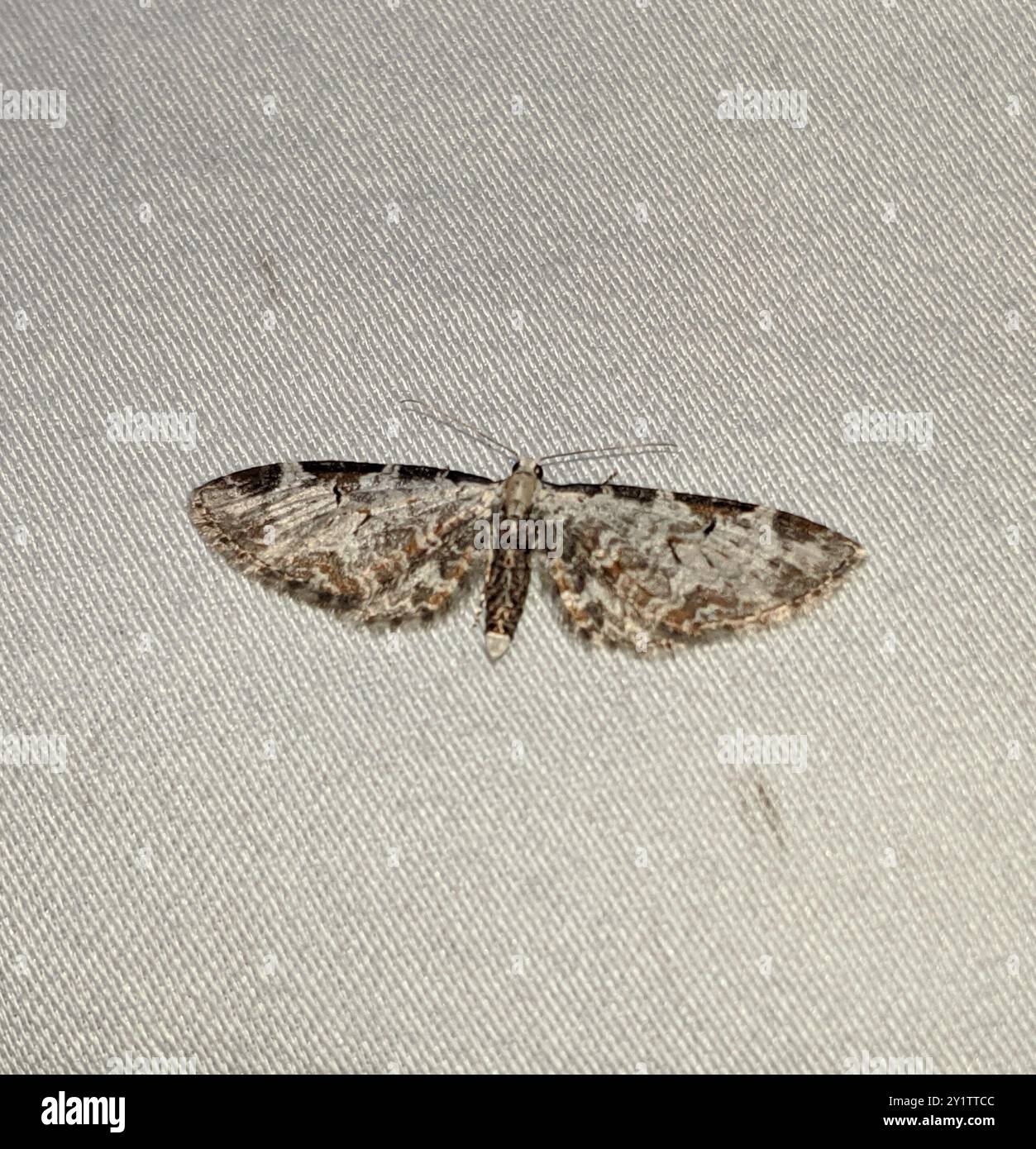 Tawny Eupithecia Moth (Eupithecia ravocostaliata) Insecta Stock Photo ...