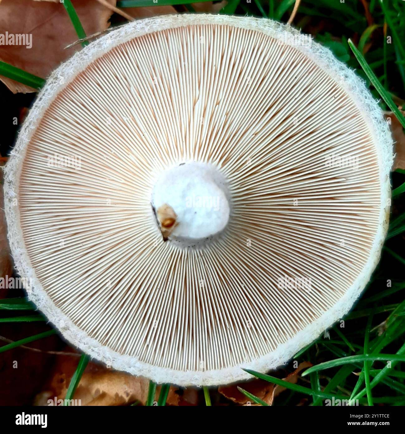 Downy milk cap (Lactarius pubescens) Fungi Stock Photo - Alamy