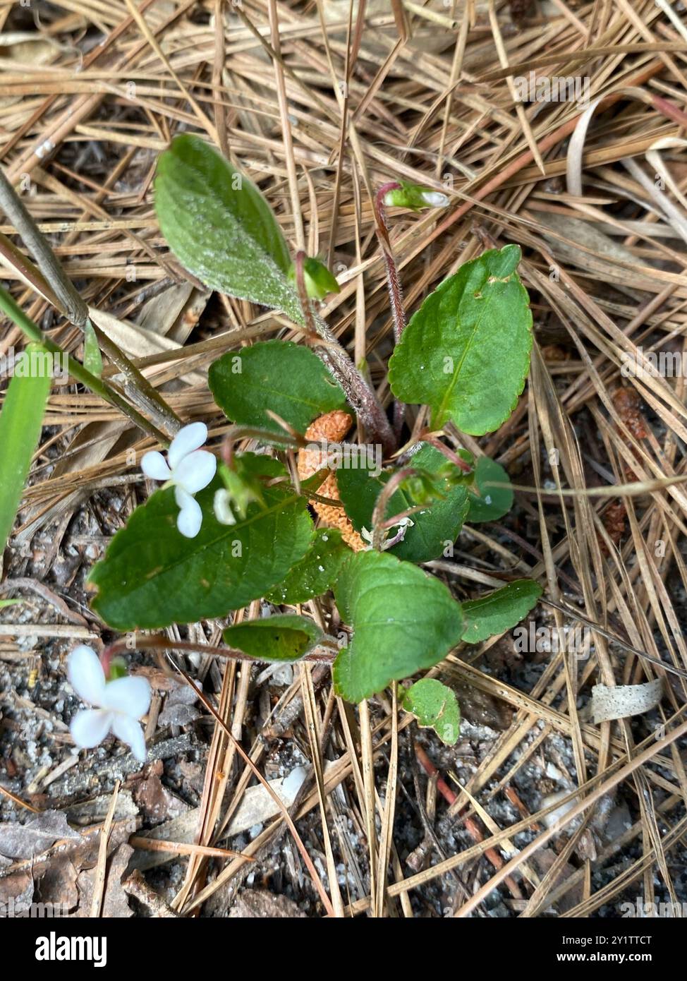 primrose-leaved violet (Viola primulifolia) Plantae Stock Photo - Alamy