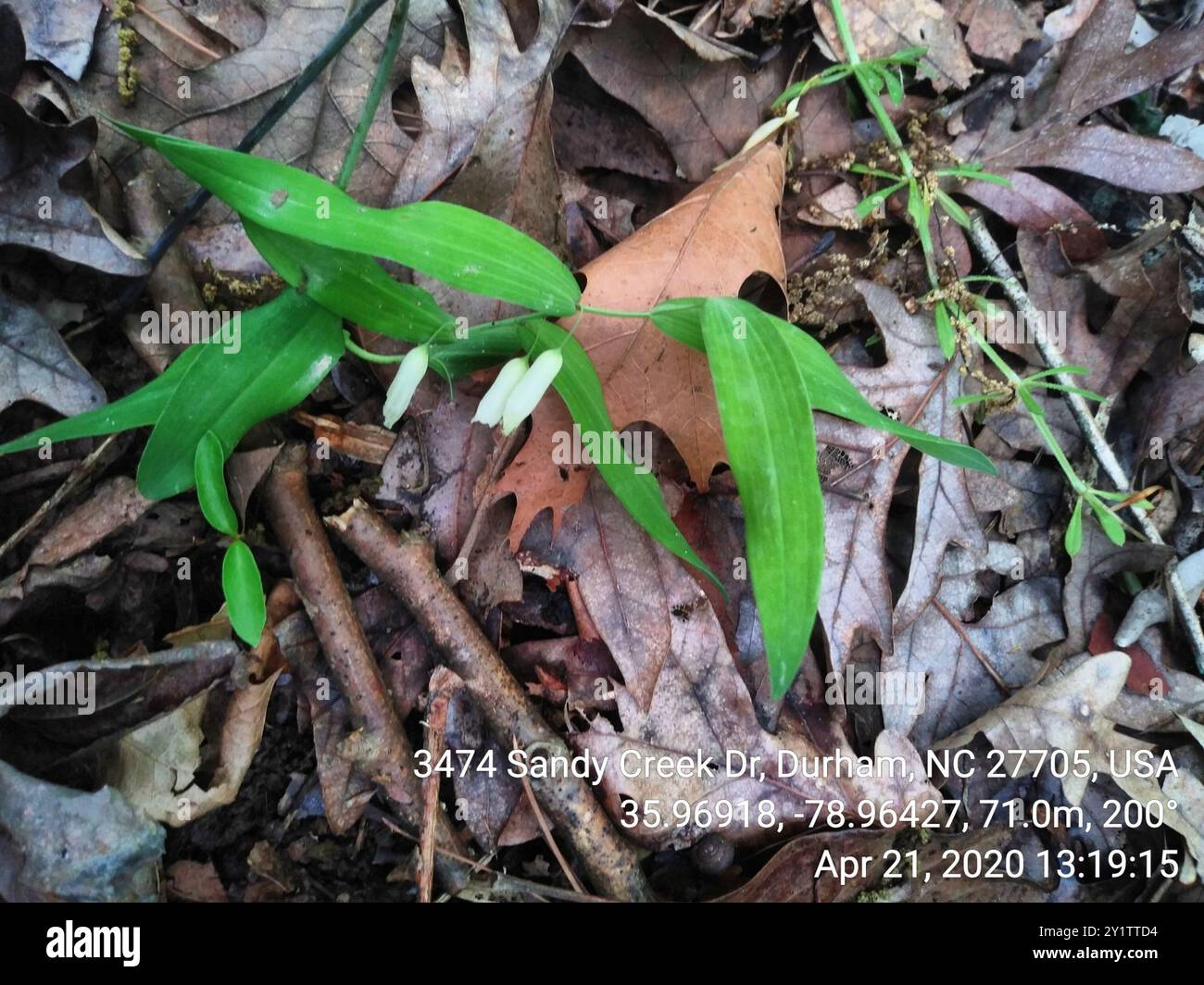 monocots (Liliopsida) Plantae Stock Photo - Alamy
