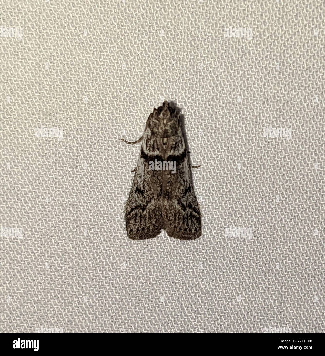 Knot-horn Moths (Phycitinae) Insecta Stock Photo - Alamy