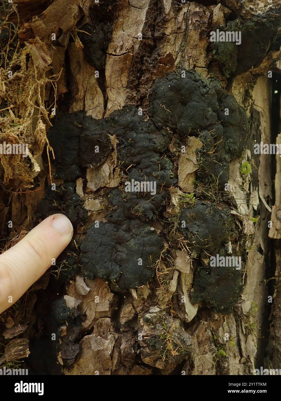 Brittle Cinder (Kretzschmaria deusta) Fungi Stock Photo - Alamy